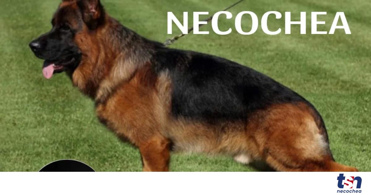 Qué evento canino se realiza en Necochea y por qué promete acaparar la ...