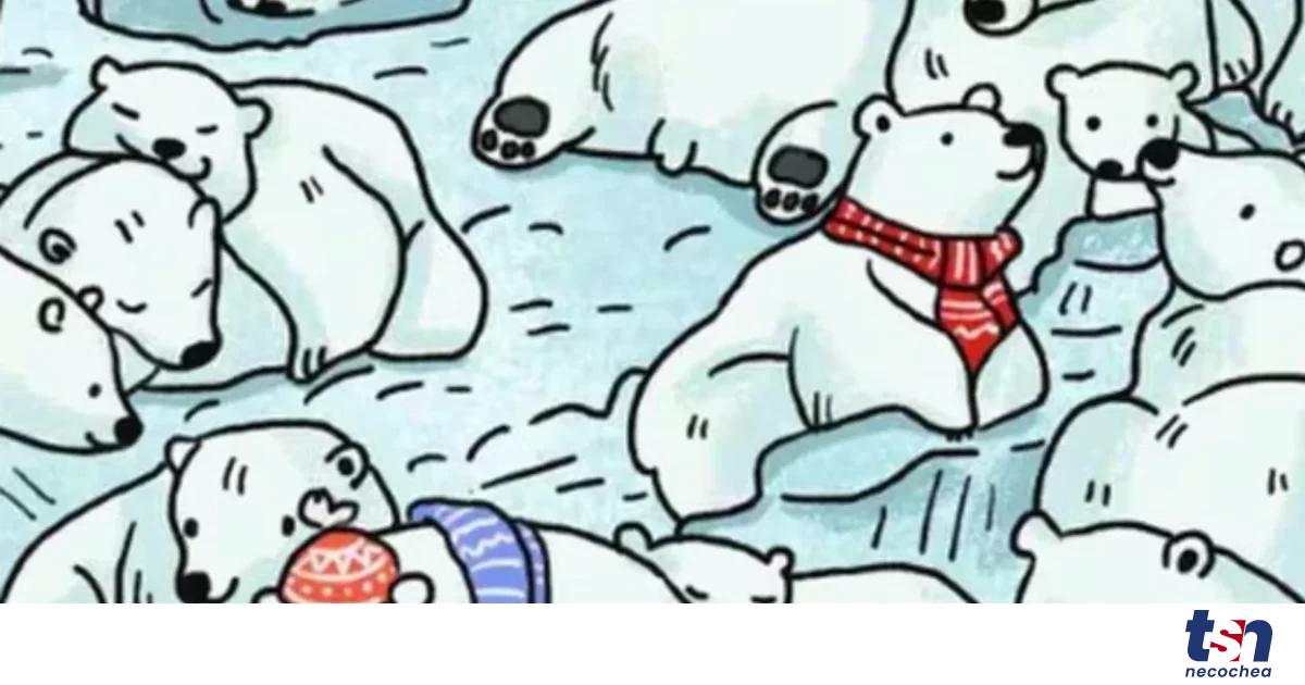 Reto viral: descubre la foca en esta foto en solo 8 segundos | TSN Necochea